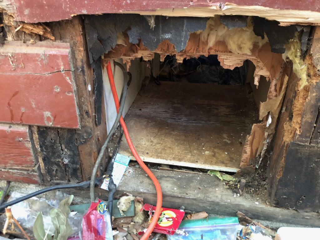 Welcome To The New Bigcone Blog – Sturtevant Camp